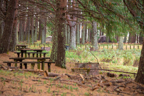 Free Stock Photo of Serene pine forest with picnic benches | Download ...