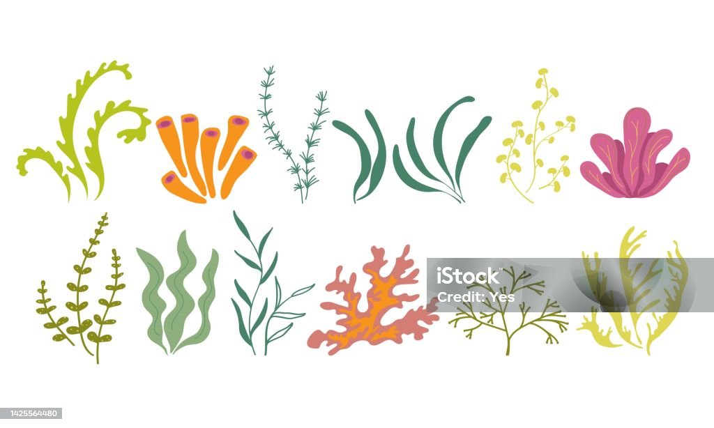 Flora Laut Bawah Laut Rumput Laut Tanaman Fitoplankton Ganggang ... Flora Laut Bawah Laut Rumput Laut Tanaman Fitoplankton Ganggang ...