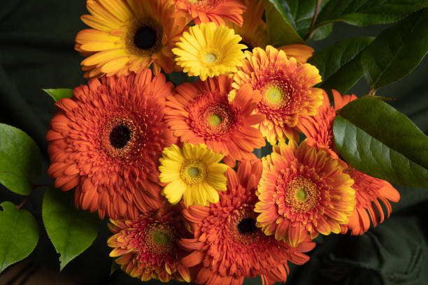 Free Stock Photo of Close-up of an Orange Gerbera Daisy | Download Free ...