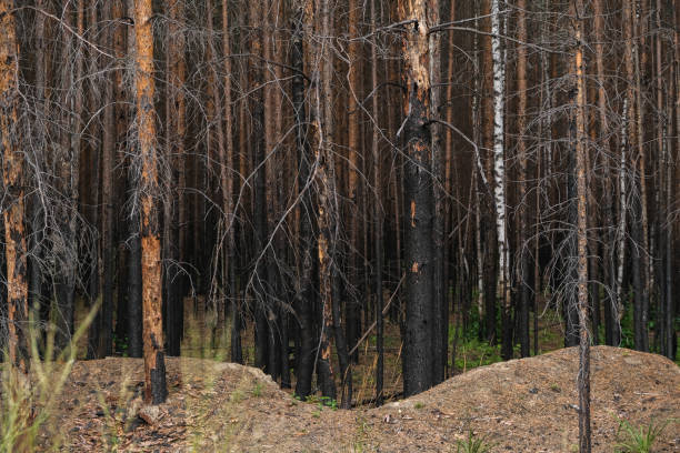 Free Stock Photo of Forest fire damage | Download Free Images and Free ...