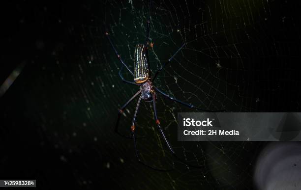 Labalaba Penenun Orb Emas Foto Stok - Unduh Gambar Sekarang - Alam ... Labalaba Penenun Orb Emas Foto Stok - Unduh Gambar Sekarang - Alam ...