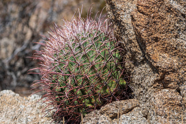 Free Stock Photo of Cactus Growing on Rock in Desert | Download Free ...