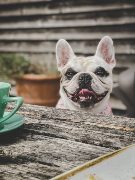 Free Stock Photo of Small Dog Sitting on Bench Next to Cup of Coffee ...