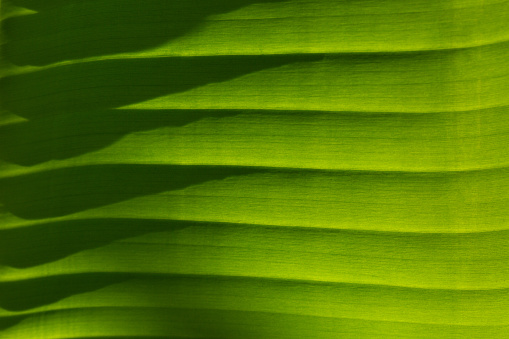 Tekstur Makro Daun Pisang Latar Belakang Daun Pisang Abstrak Latar