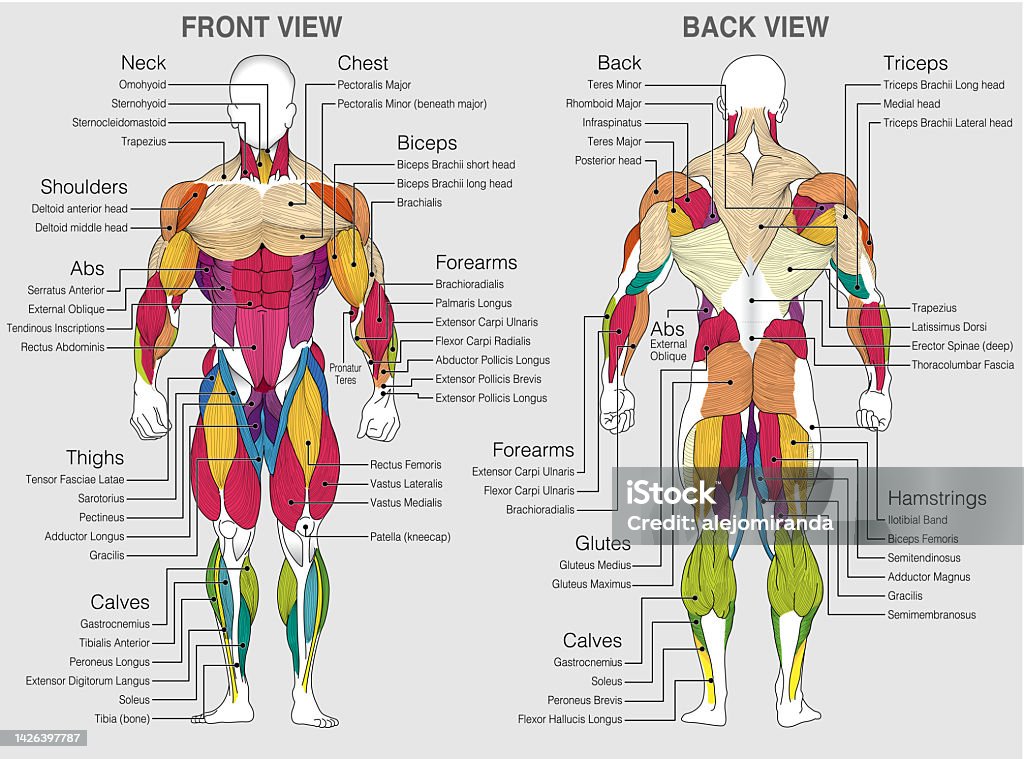 Ilustración De La Tabla Muestra Los Músculos Del Cuerpo Humano Con Sus