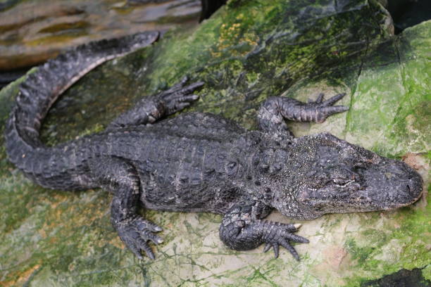 Free picture: Chinese, alligator