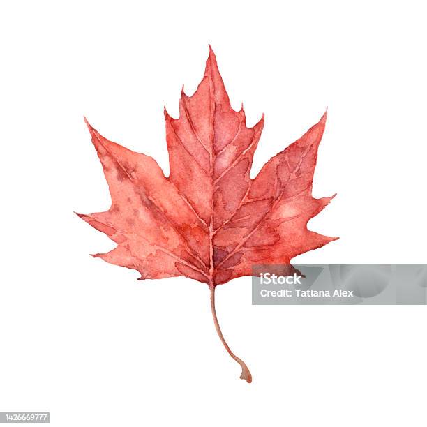 Watercolor Autumn Red Maple Leaf Isolated Hand Drawn Illustration Stock
