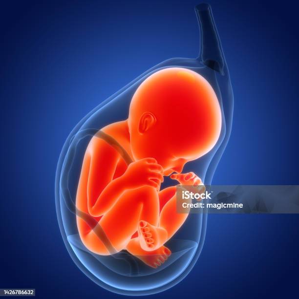 Human Fetus Baby In Womb Anatomy Stock Photo - Download Image Now ... Human Fetus Baby In Womb Anatomy Stock Photo - Download Image Now ...