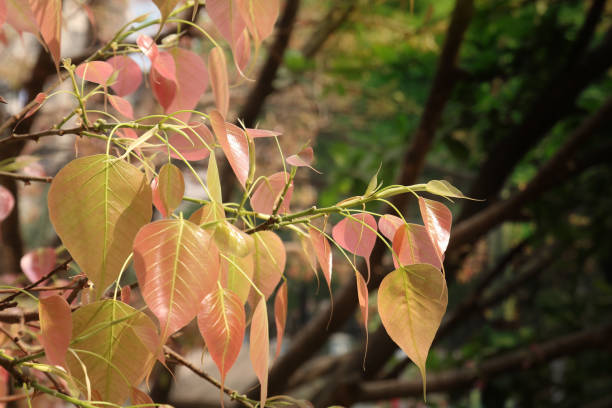 1000+ Peepal Tree Pictures | Download Free Images on Unsplash