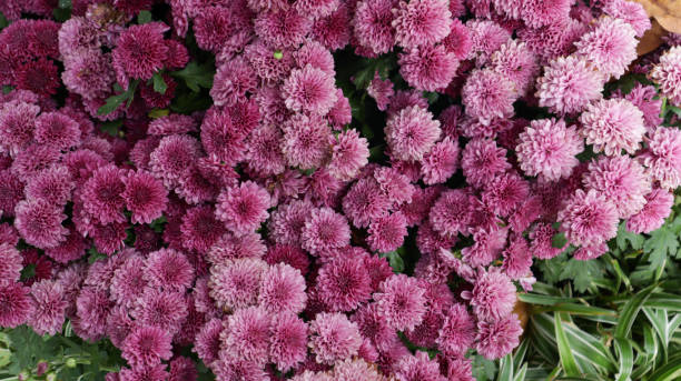 Flowera Pictures | Download Free Images on Unsplash