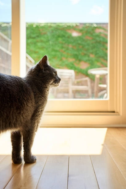 Free Stock Photo of A cat standing outside of a house | Download Free ...