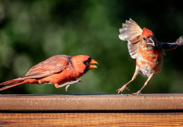 500+ Angry Birds Pictures [HD] | Download Free Images on Unsplash