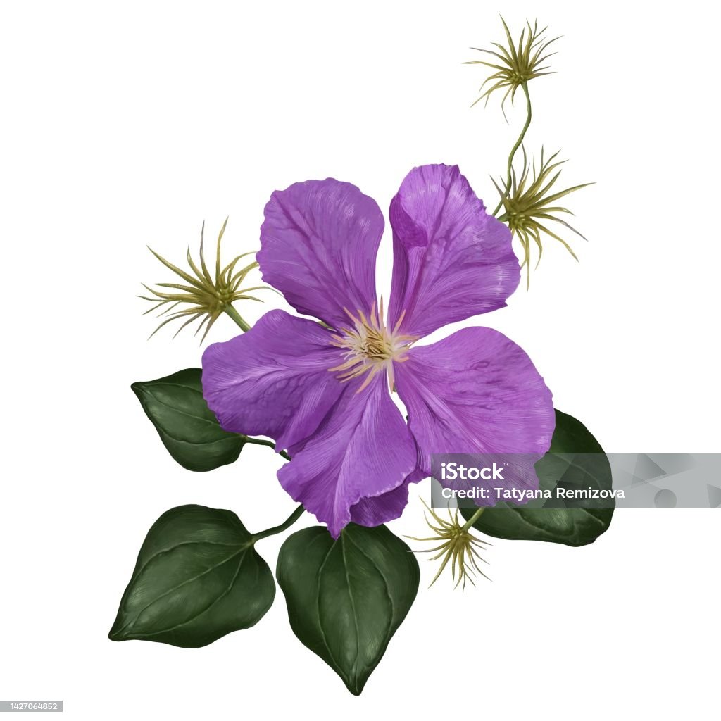 イラストクレマチスの花白い背景に紫色の花 おしべのベクターアート素材や画像を多数ご用意 おしべ イラストレーション イラスト画法