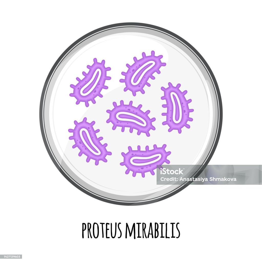 Das Menschliche Mikrobiom Von Proteus Mirabilis In Einer Petrischale ... Das Menschliche Mikrobiom Von Proteus Mirabilis In Einer Petrischale ...