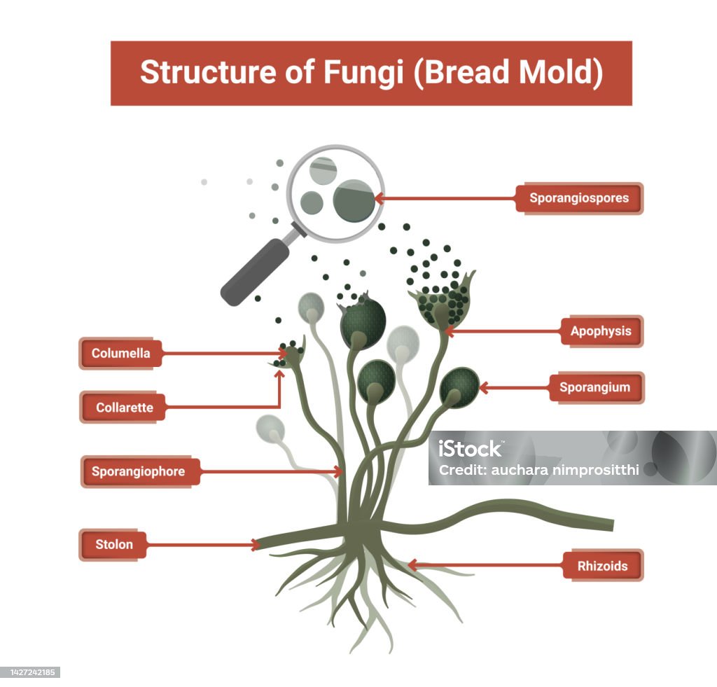 Ilustración de Estructura Del Moho Rhizopus Molde De Pan Hongo Negro ... Ilustración de Estructura Del Moho Rhizopus Molde De Pan Hongo Negro ...