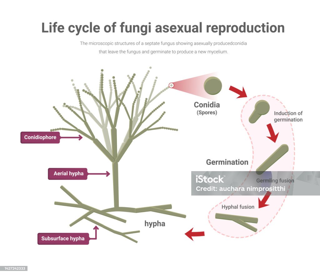 Reproduksi Aseksual Di Penicillium Siklus Hidup Jamur Ilustrasi Stok