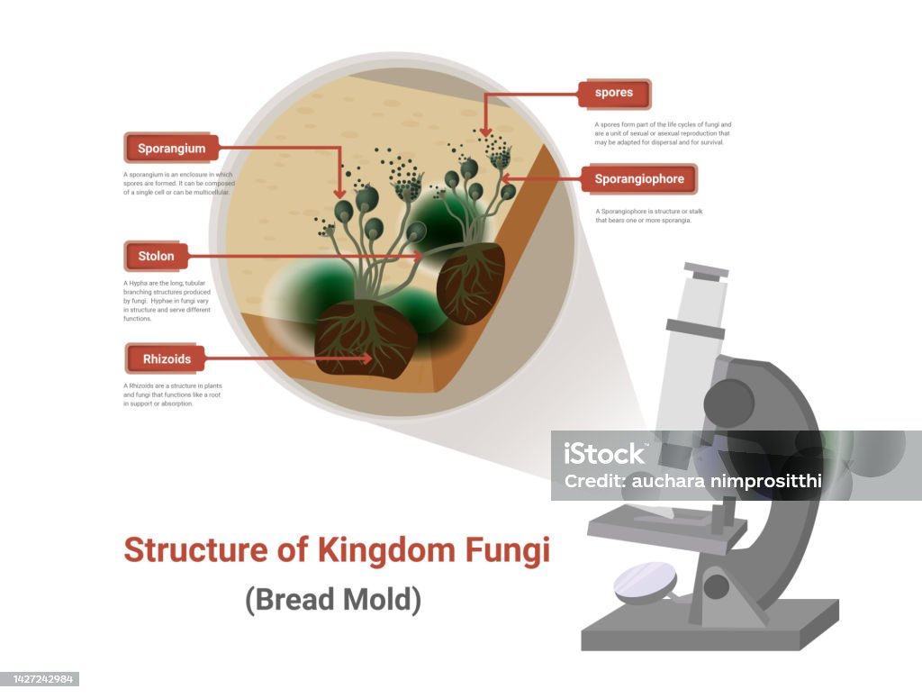 Bread Mold Black Fungus Under The Optical Microscope Occurs On Bread Plates Rhizopus Stolonifer