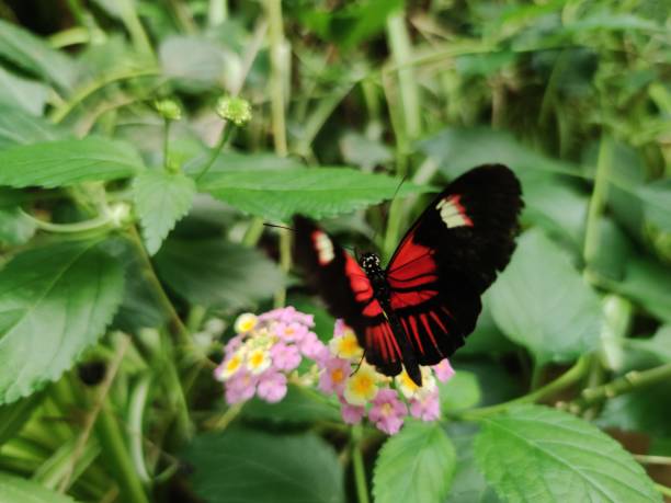 Free Stock Photo of Swallowtail Butterfly on Orange Flowers | Download ...