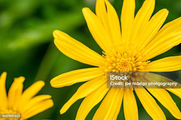 Wallpaper Latar Belakang Wallpaper Desktop Taman Makro Bunga Kuning ... Wallpaper Latar Belakang Wallpaper Desktop Taman Makro Bunga Kuning ...