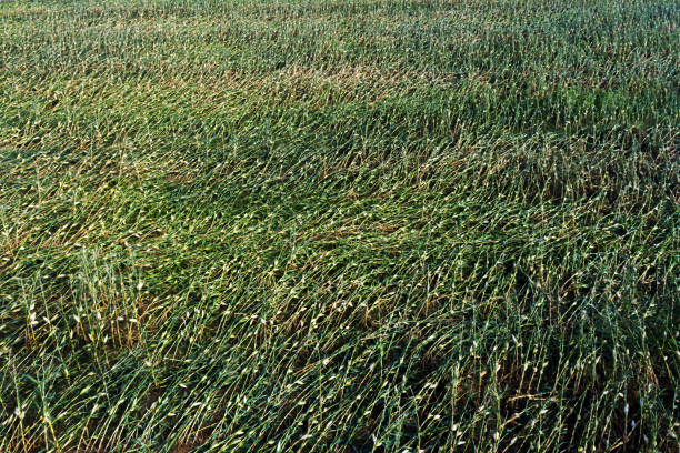 Free picture: flat field, agriculture, corn, cornfield, farming ...