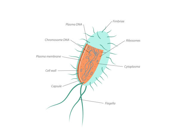Prokaryotic Cell Structure Mesosome