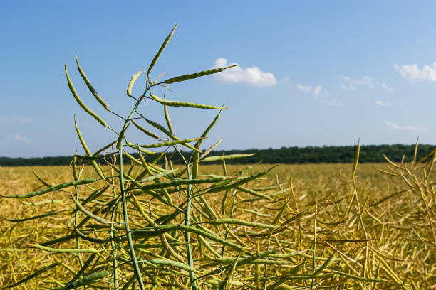 Free picture: Organic green rapeseed seed pods in agricultural field