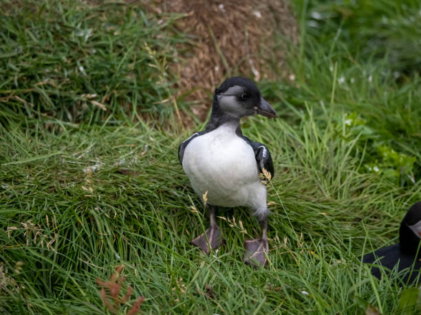 100+ Puffin Pictures | Download Free Images on Unsplash