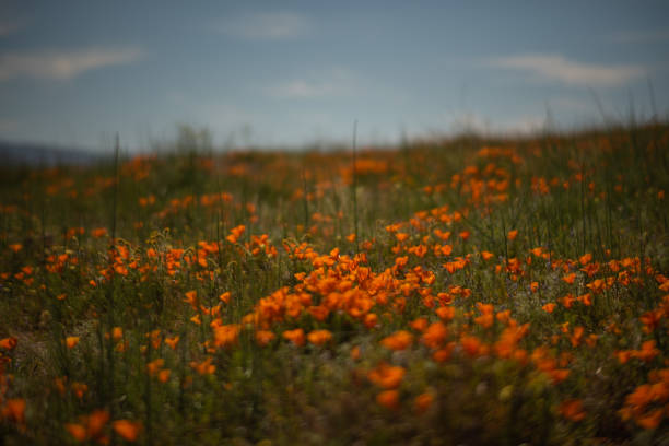 Free picture: yellow, orange, prairie, paintbrush, flowers, castilleja ...