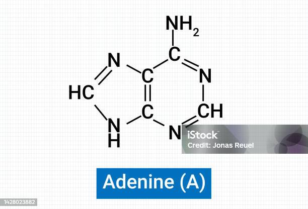Chemical Structure Of Adenine Stock Illustration - Download Image Now ... Chemical Structure Of Adenine Stock Illustration - Download Image Now ...