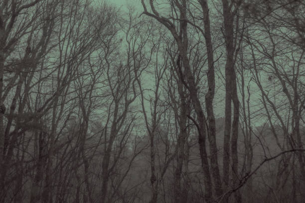 Dead Forest Pictures | Download Free Images on Unsplash