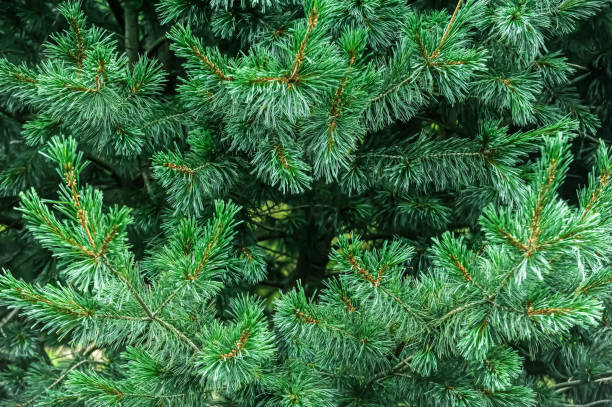 Free Stock Photo of Evergreen pine needles with soft light | Download ...