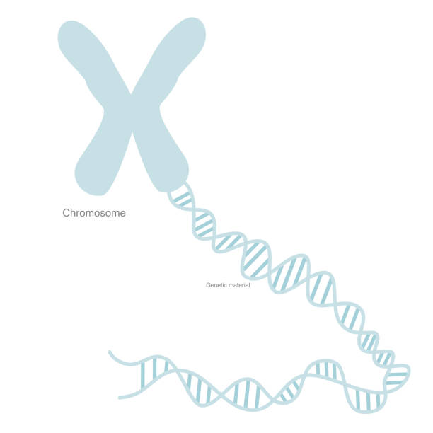 200+ Homologous Chromosome Stock Illustrations, Royalty-Free Vector ... 200+ Homologous Chromosome Stock Illustrations, Royalty-Free Vector ...