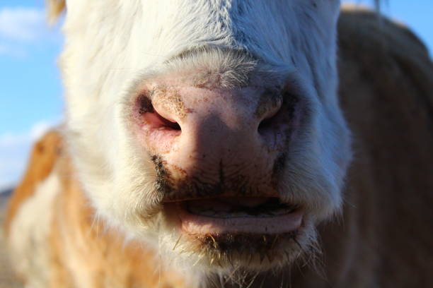 Free Stock Photo of cow snout farm ungulate livestock animal nose ...