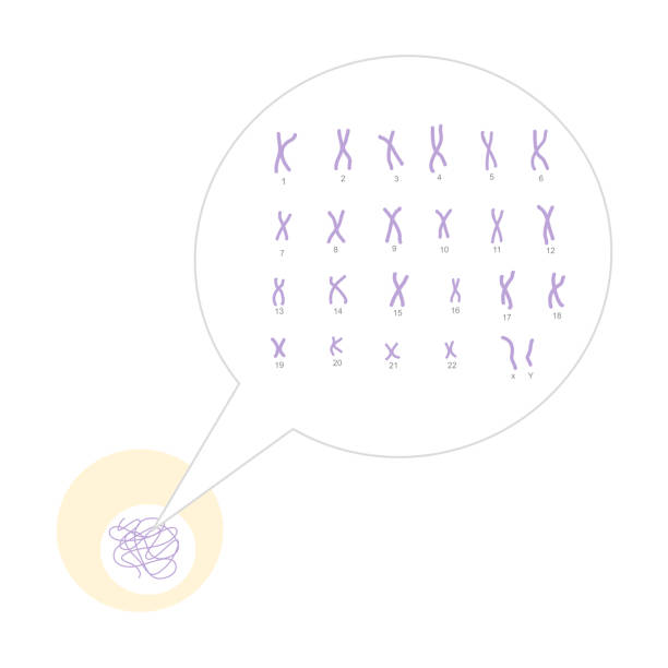 200+ Homologous Chromosome Stock Illustrations, Royalty-Free Vector ... 200+ Homologous Chromosome Stock Illustrations, Royalty-Free Vector ...