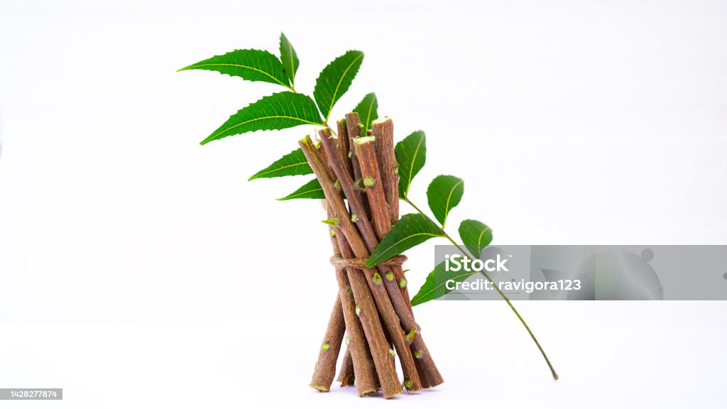 Daun Mimba Obat Azadirachta Indica Siam Daun Mimba Daun Mimba ... Daun Mimba Obat Azadirachta Indica Siam Daun Mimba Daun Mimba ...