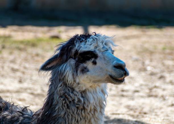Free picture: alpaca, brown, head, portrait, side view, wildlife ...