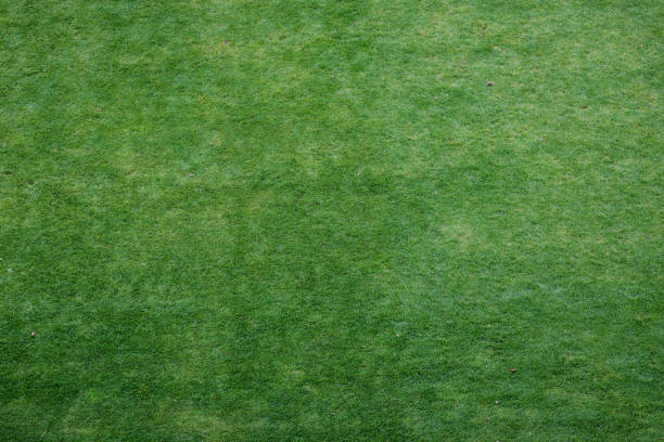 Grass Background Photoshop