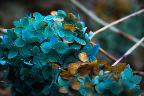 Free picture: golden, flower, hydrangea