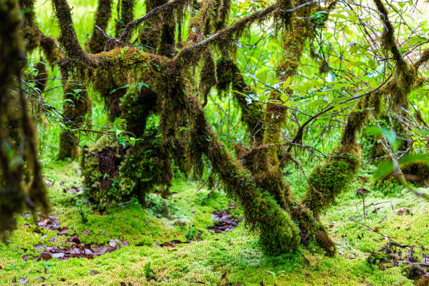 Free picture: branches, mossy, rainforest, swamp, tropic, forest ...