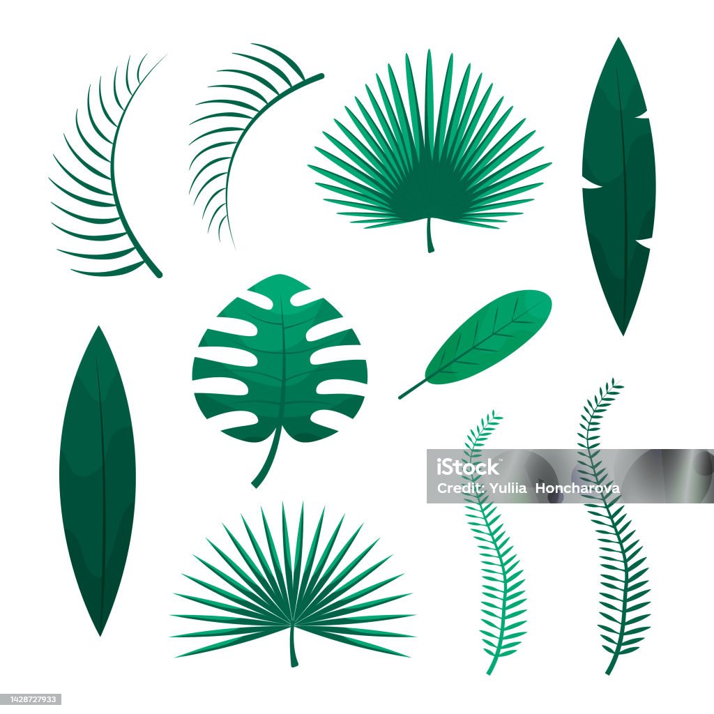 Set Daun Tropis Daun Palem Hutan Hijau Dengan Latar Belakang Putih