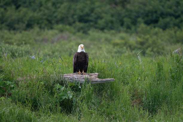 Free Stock Photo of Bald Eagle Sitting in Grass | Download Free Images ...