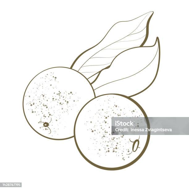 Garis Kontur Sketsa Buah Pohon Buah Pir Pir Bulat Close Up Desain Kemasan Elemen Desain Gaya Cat