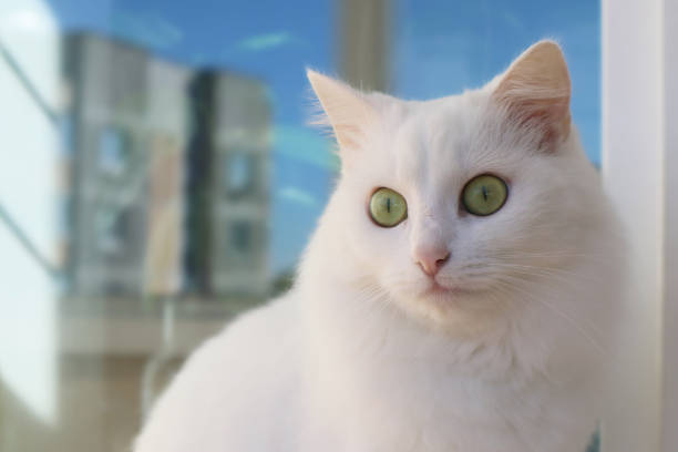 Free picture: Cute purebred Turkish angora kitten looking curiosity