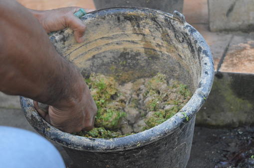 Chicken Farmer Is Making And Mixing Chicken Feed Manually Stock Photo ... Chicken Farmer Is Making And Mixing Chicken Feed Manually Stock Photo ...