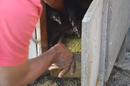 Chicken Farmer Is Making And Mixing Chicken Feed Manually Stock Photo ... Chicken Farmer Is Making And Mixing Chicken Feed Manually Stock Photo ...