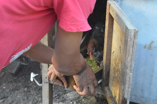 Chicken Farmer Is Making And Mixing Chicken Feed Manually Stock Photo ... Chicken Farmer Is Making And Mixing Chicken Feed Manually Stock Photo ...