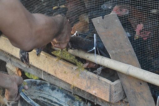 Chicken Farmer Is Making And Mixing Chicken Feed Manually Stock Photo ... Chicken Farmer Is Making And Mixing Chicken Feed Manually Stock Photo ...