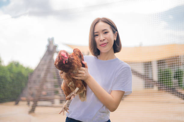 Free picture: Adorable domestic chicken with hen feeding