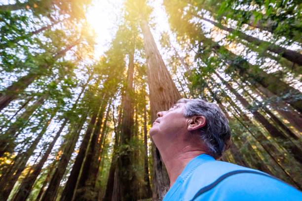 Free Stock Photo of Person in a forest looking up at tall trees ...