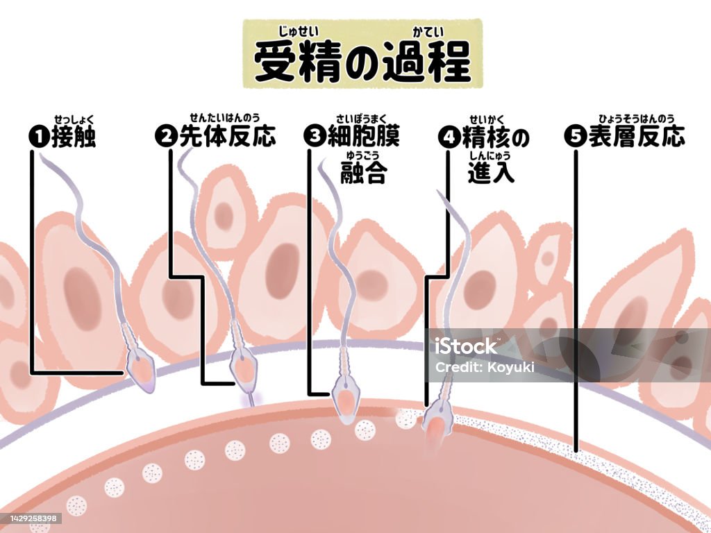 Vetores De Processo De Fertilização No Corpo Humano Língua Japonesa E